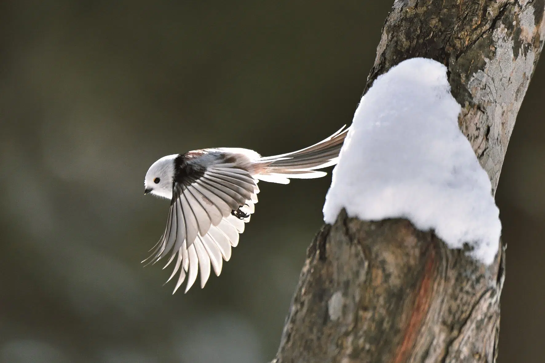‘Snow fairies’ in a winter wonderland - BirdLife International