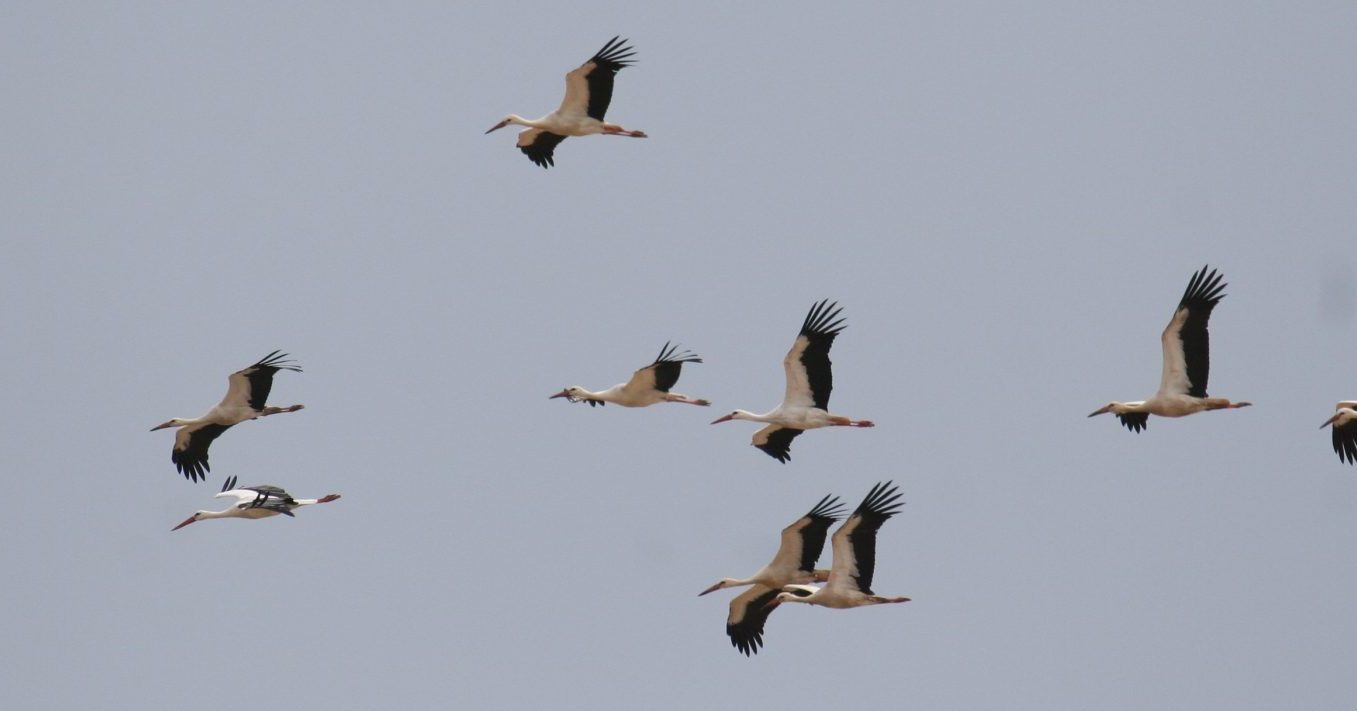 Migratory bird of the month: White Stork - BirdLife International